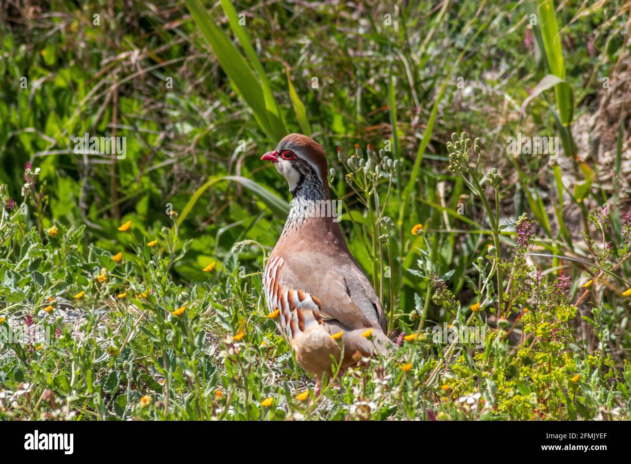Alectoris rufa, Red legged partridge Stock Photo - Alamy