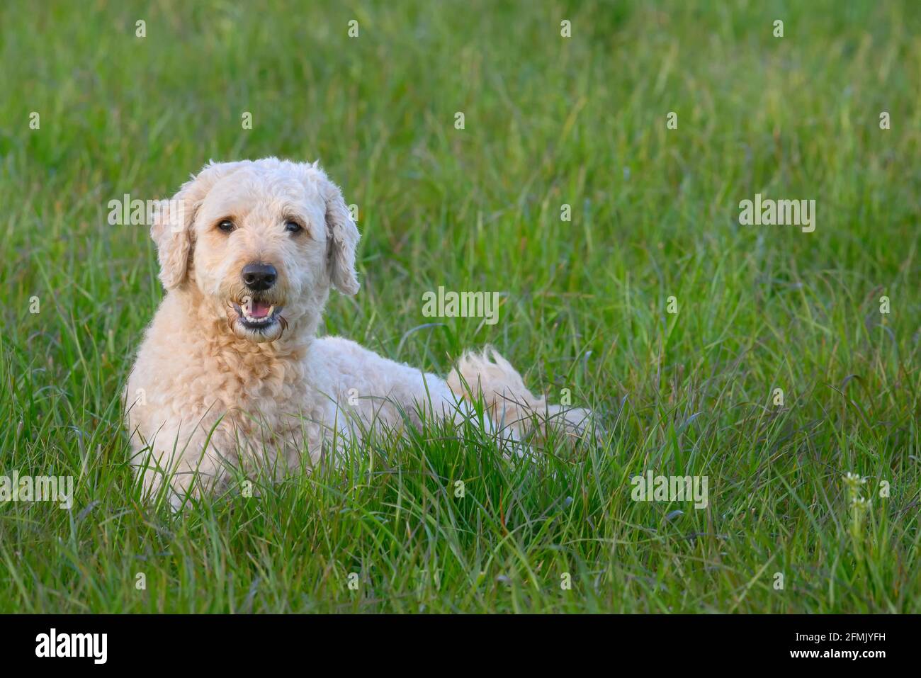 Very cute happy looking Labradoodle dog lying down in lush grass and ...