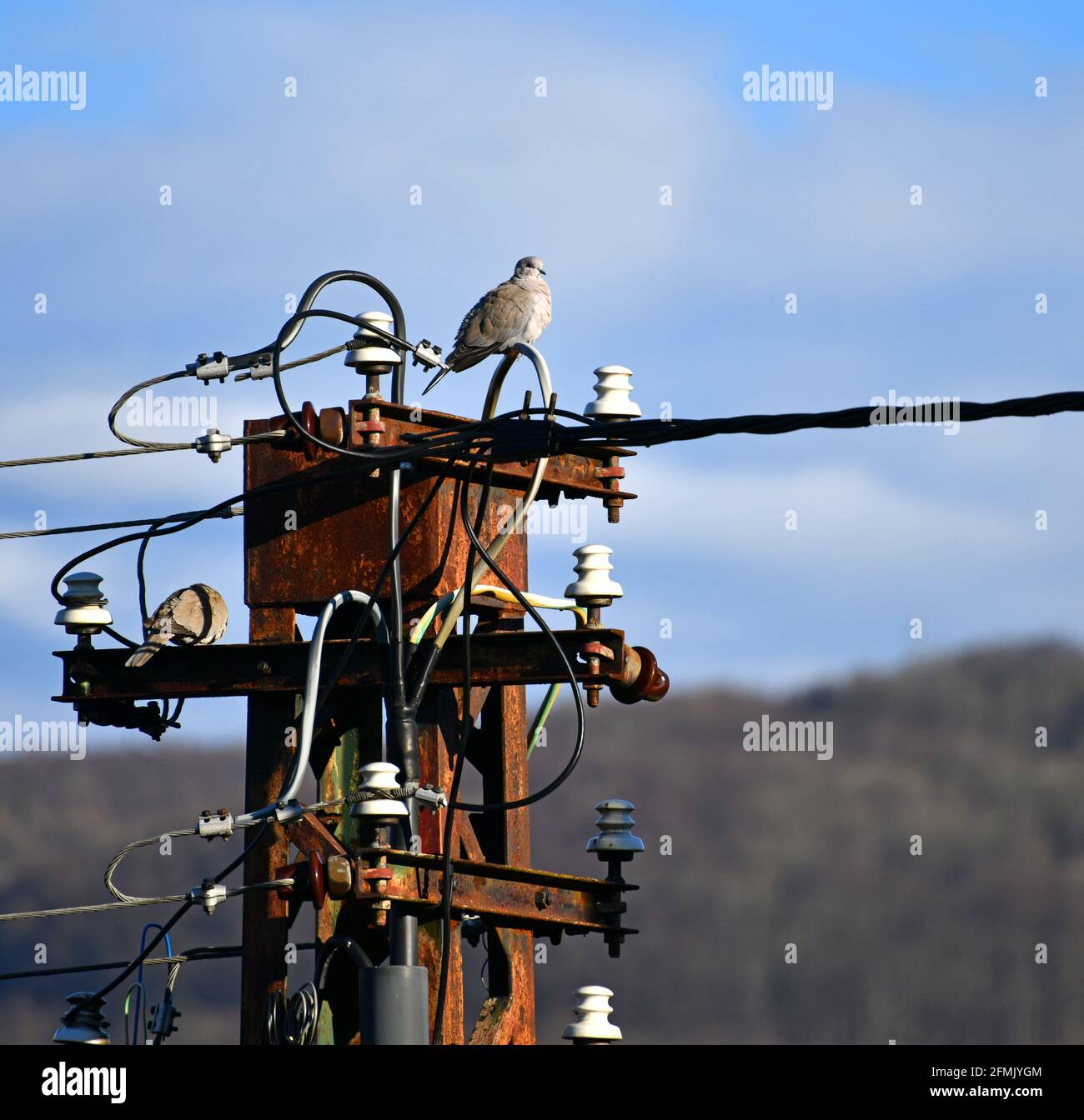 Two wild pigeons sit on an old power pole Stock Photo - Alamy