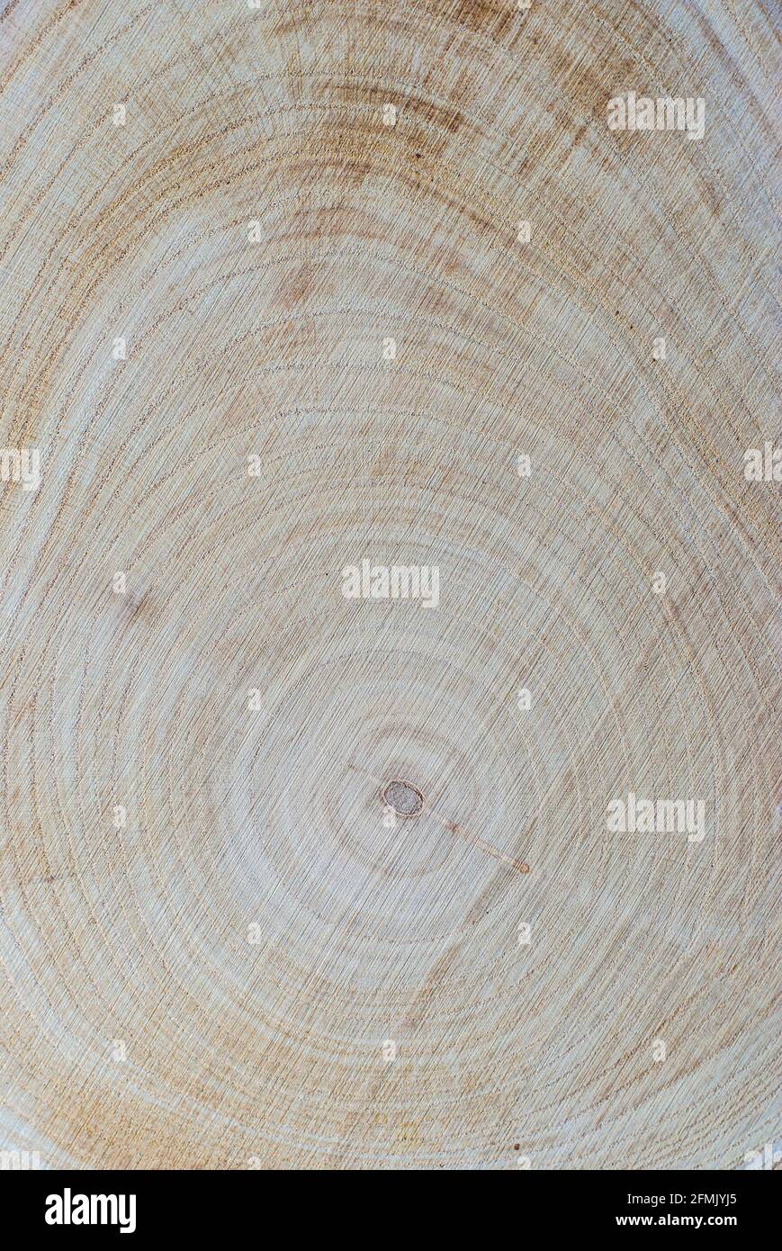 Tree trunk cross section with annual rings, wooden background Stock ...