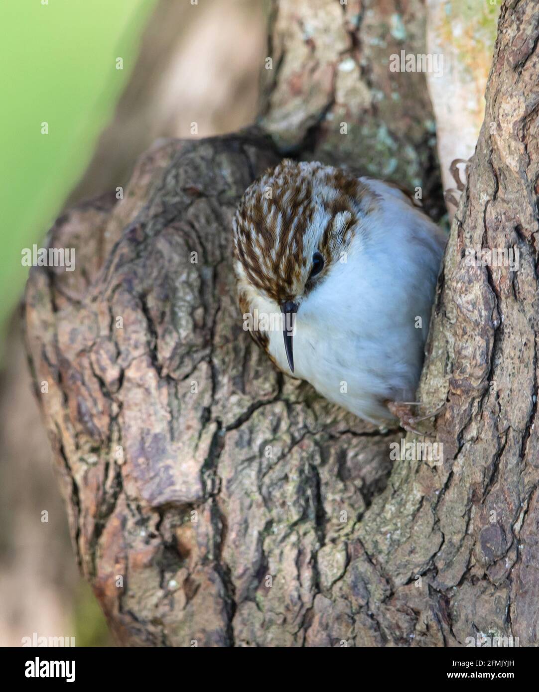 Tree Creeper around its nest cavity Stock Photo - Alamy