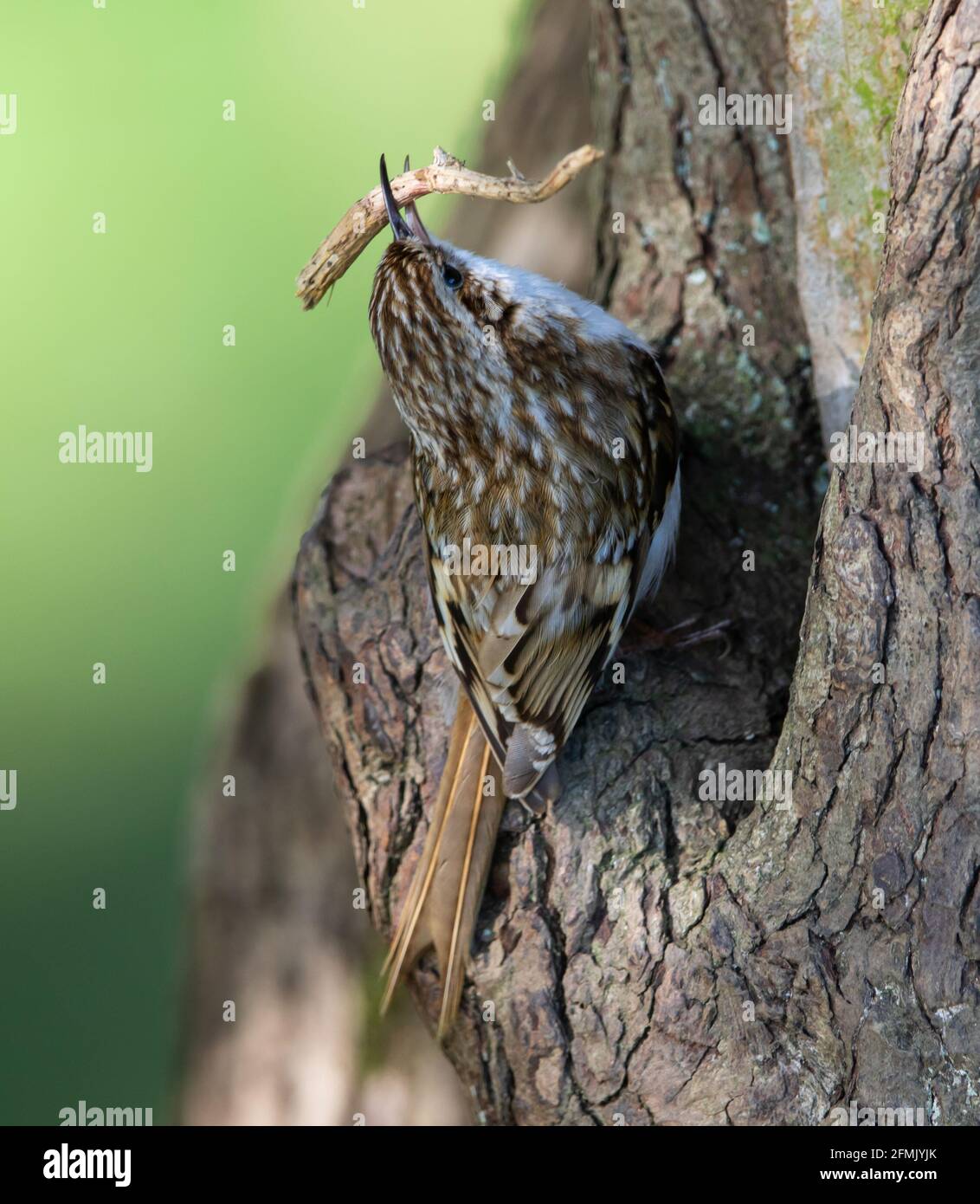 Tree creeper hi-res stock photography and images - Alamy