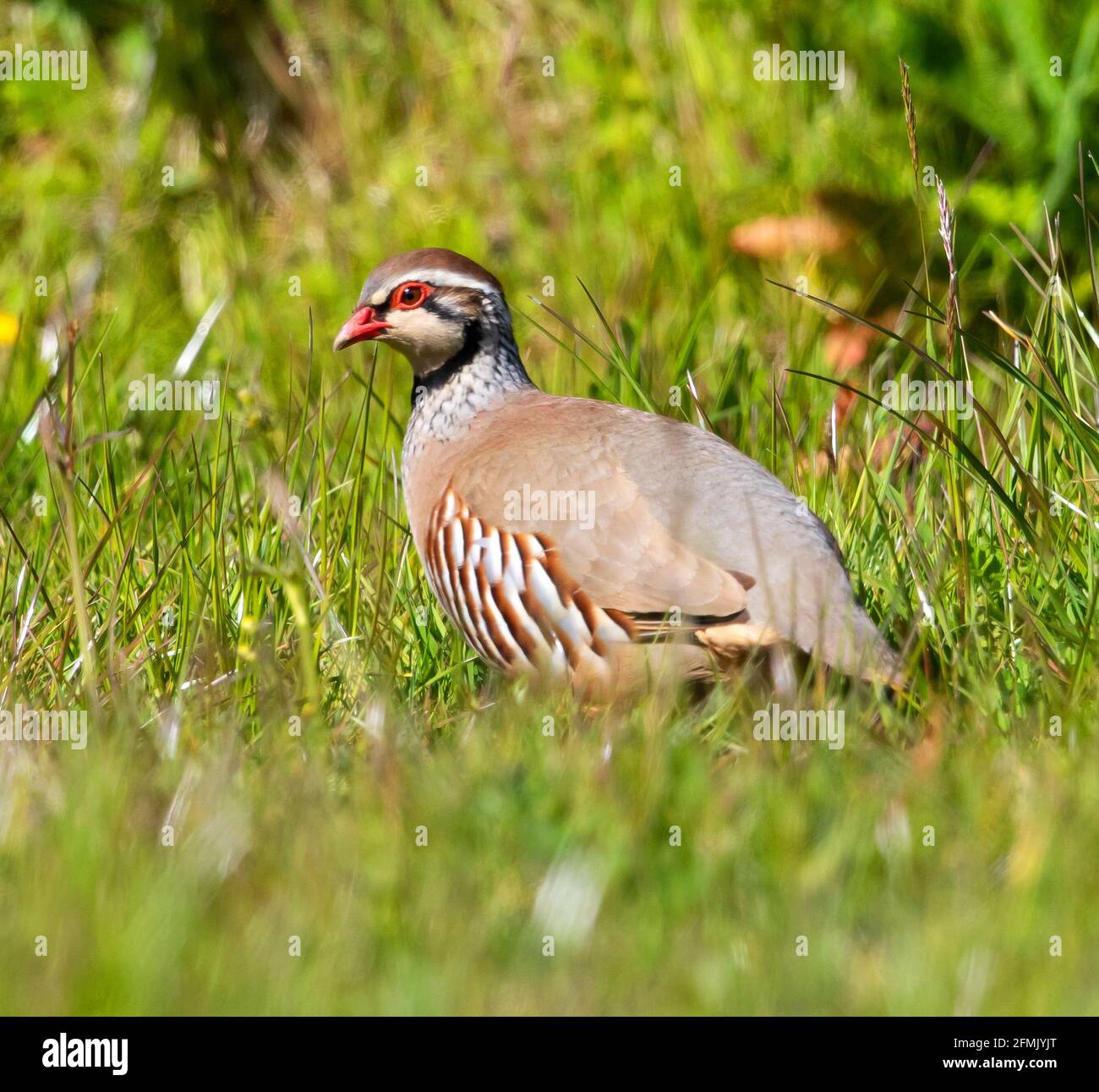 French Partridge in the Cotswold Hills grassland Stock Photo - Alamy