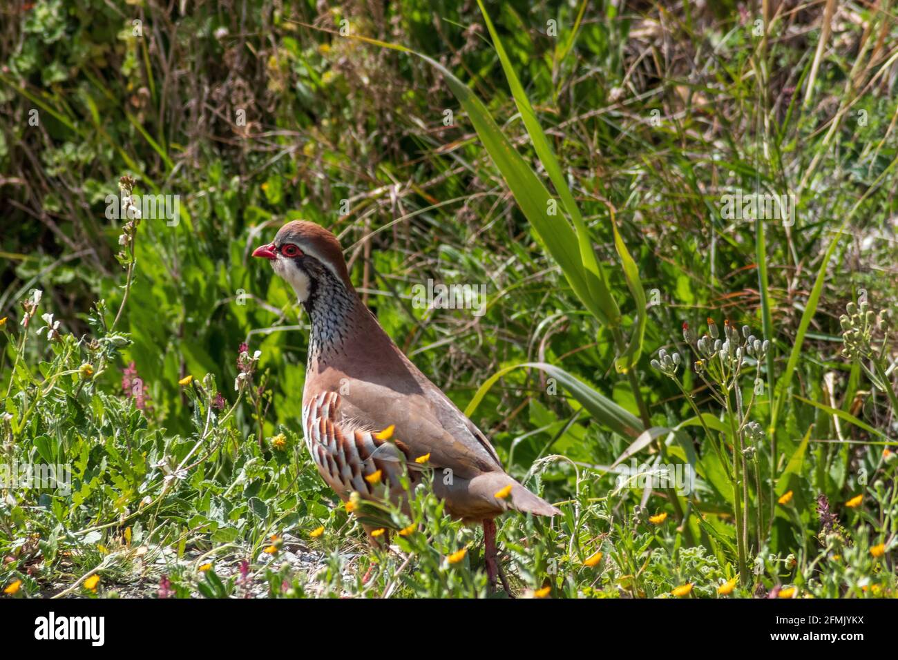 Iberian partridge hi-res stock photography and images - Alamy