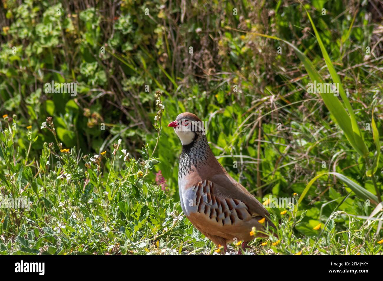 Alectoris rufa, Red legged partridge Stock Photo - Alamy