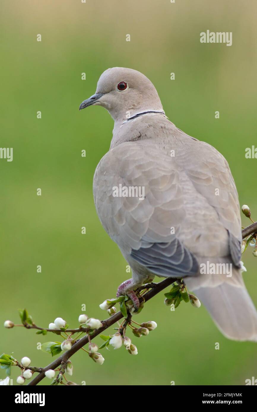 A collared dove (Streptopelia decaocto) sits on a branch Stock Photo ...