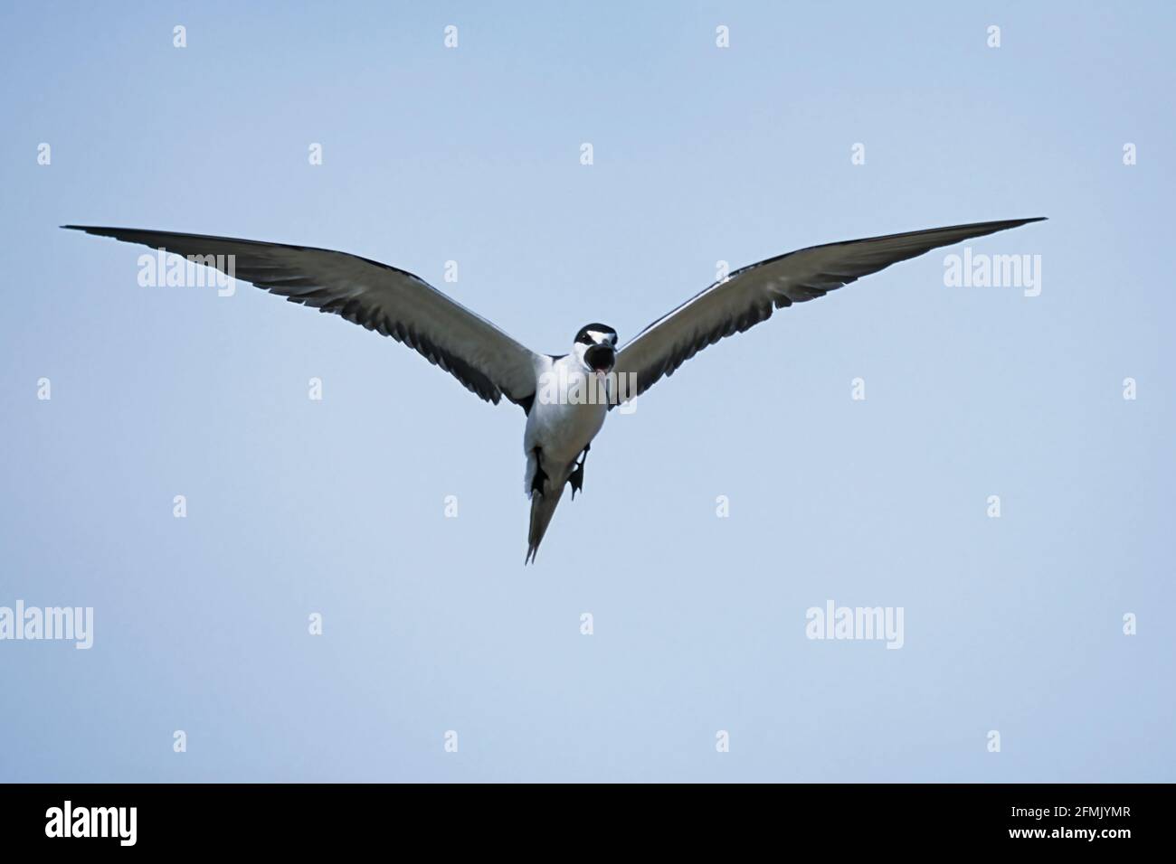 Sooty Tern - Calling in flight Sterna fuscata Bird Island, Seychelles ...