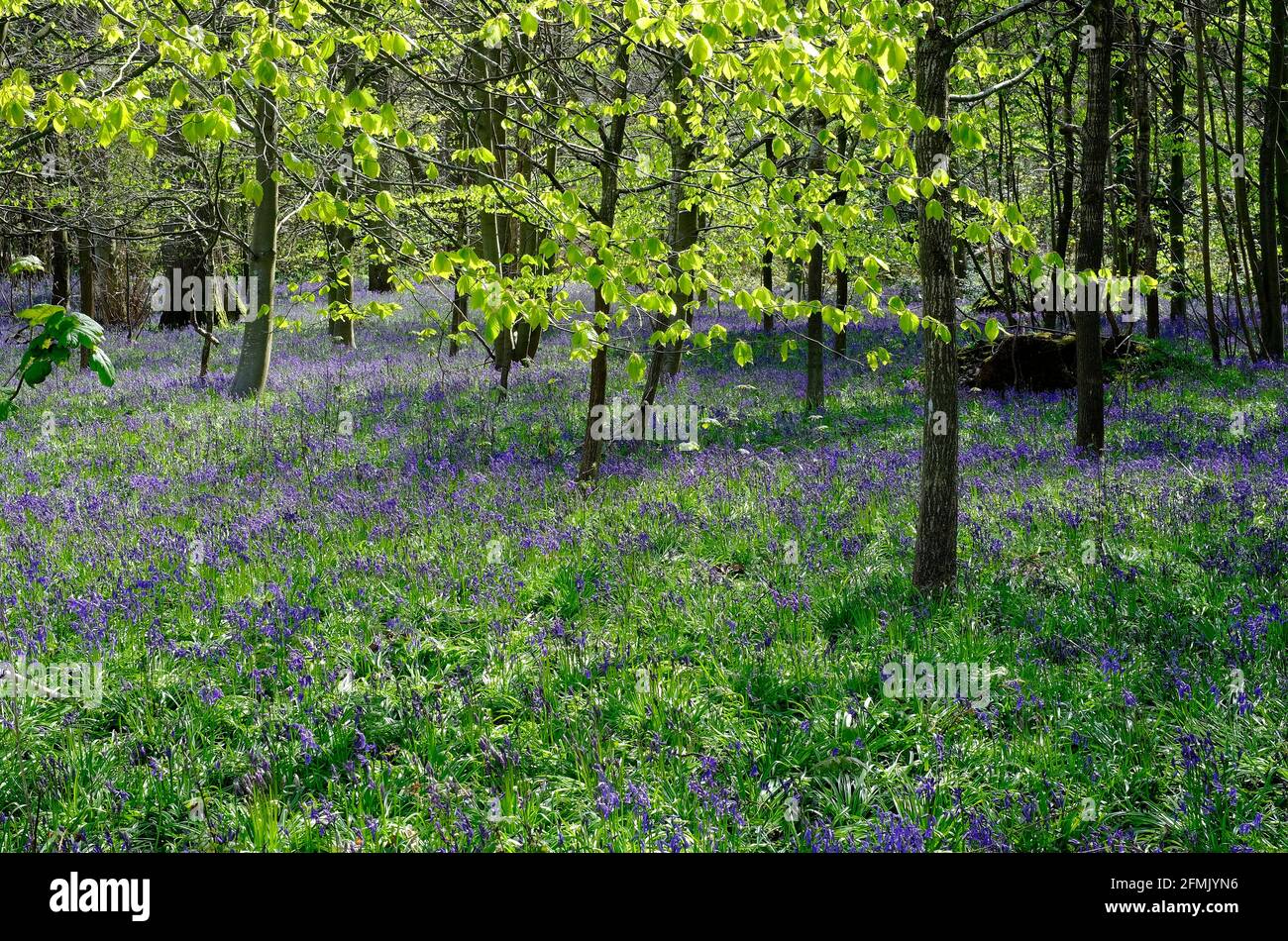 bluebells in spring woodland, blickling, norfolk, england Stock Photo ...