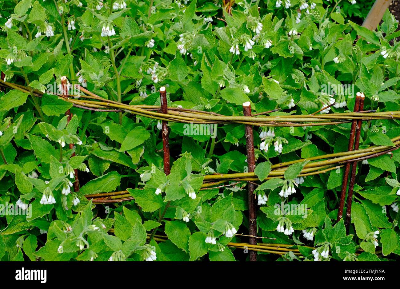 white comfrey plant in english garden, norfolk, england Stock Photo - Alamy