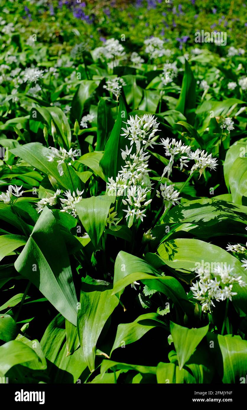 wild garlic, ramsons, allium ursinum, norfolk, england Stock Photo - Alamy