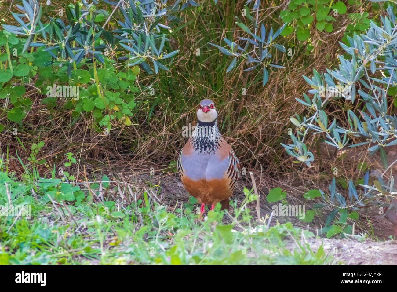 Alectoris rufa, Red legged partridge Stock Photo - Alamy