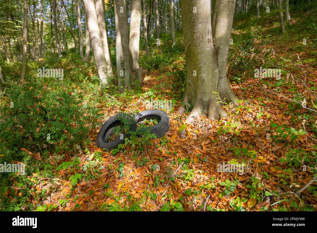 Used and discarded tires in the forest. Environmental pollution ...