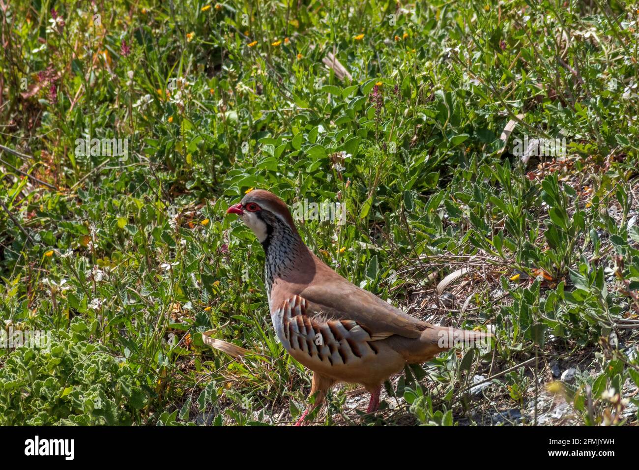 Alectoris rufa, Red legged partridge Stock Photo - Alamy