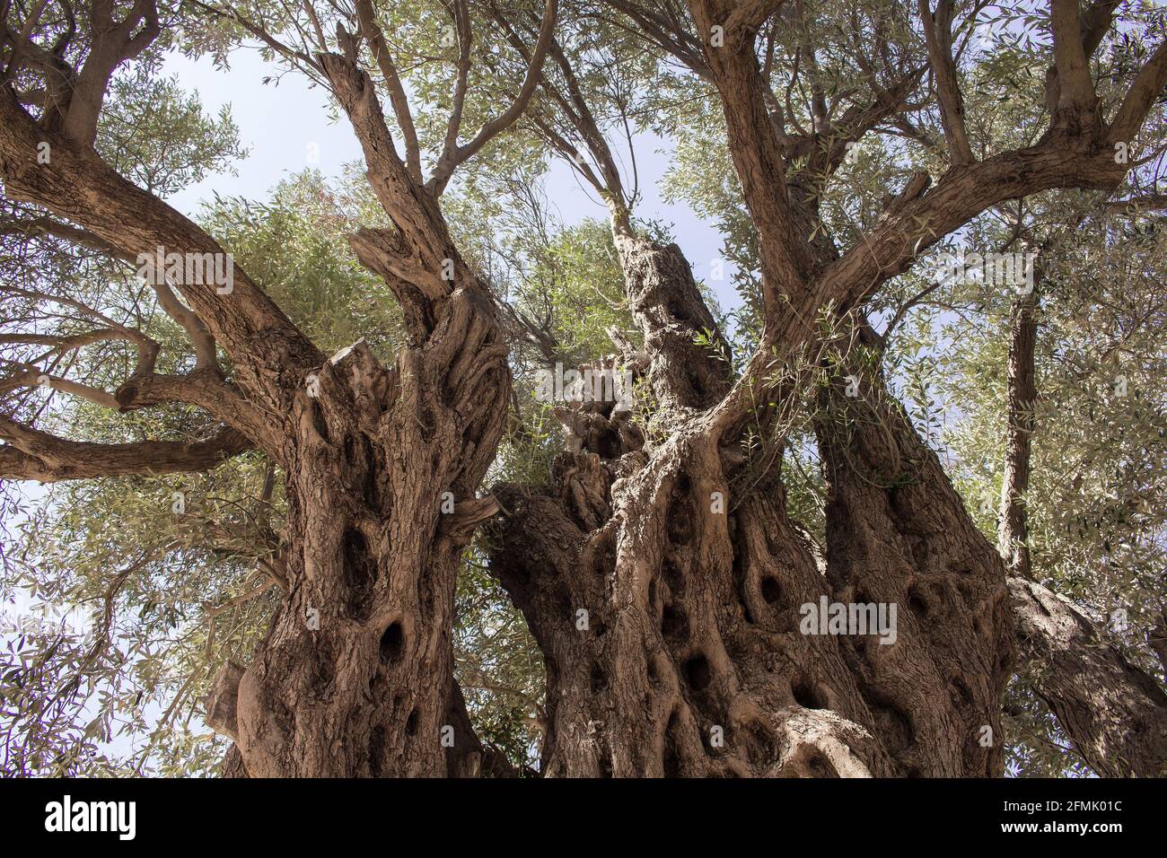 View of 1800 years old Aegean olive tree in Sigacik / Seferihisar ...