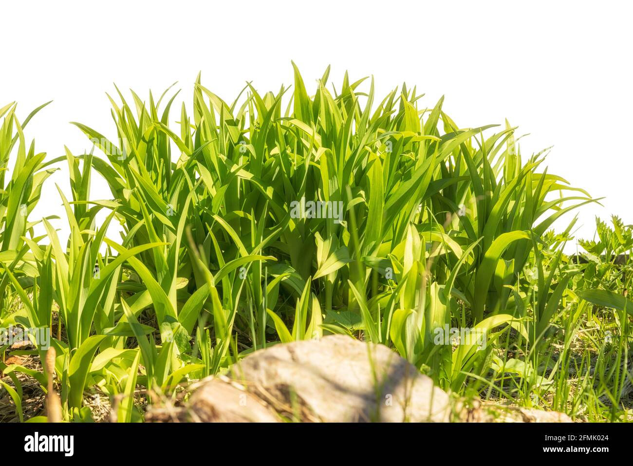 Grass bush in a sunny day isolated on white background, with stone out ...