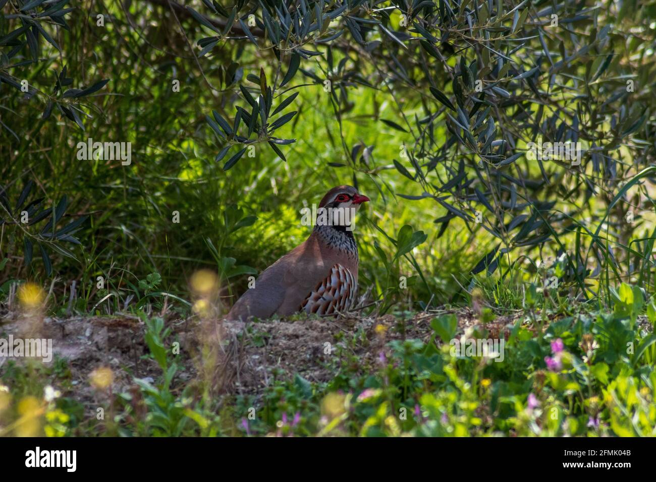 Alectoris rufa, Red legged partridge Stock Photo - Alamy
