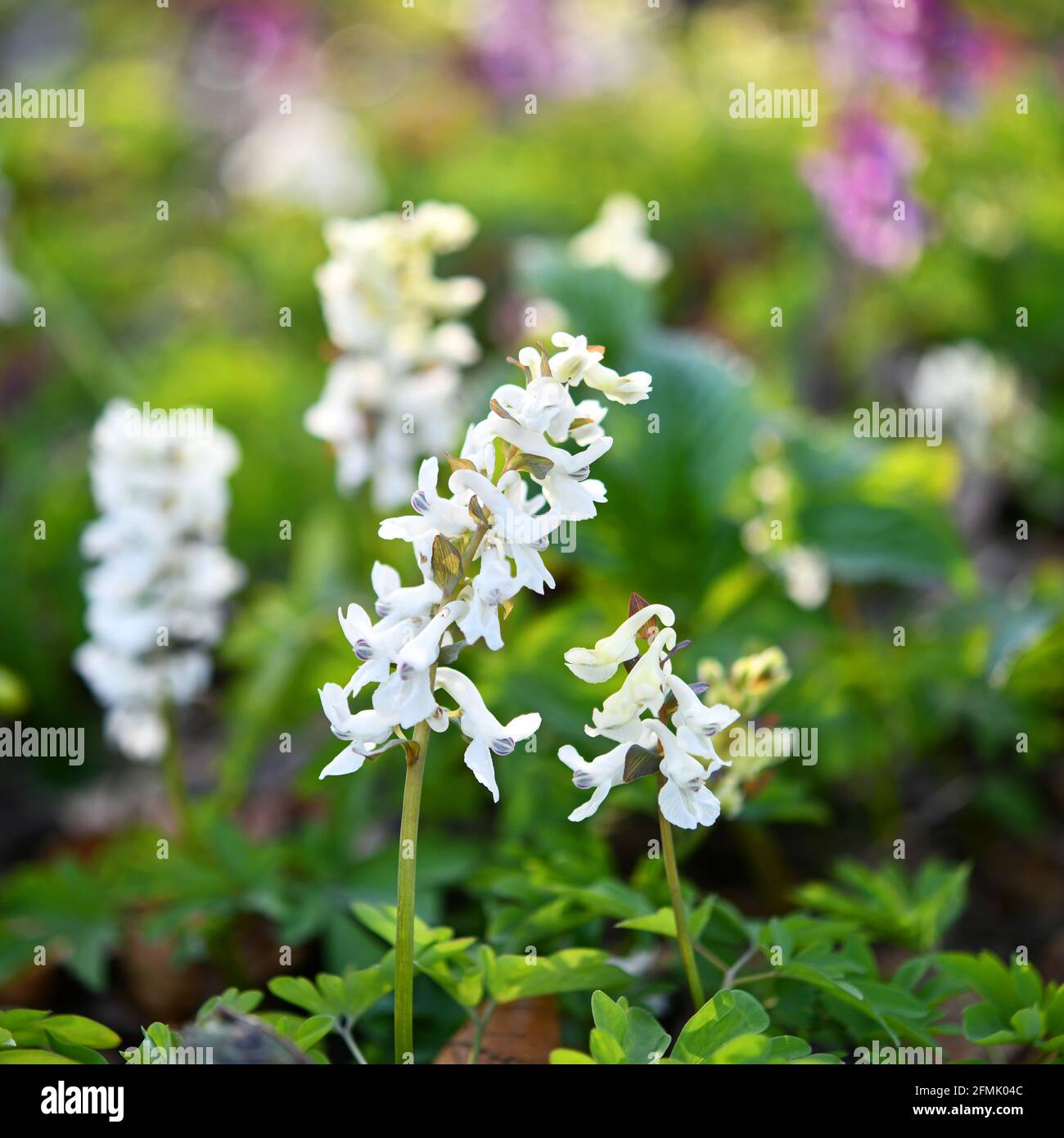 Lark trees hi-res stock photography and images - Alamy
