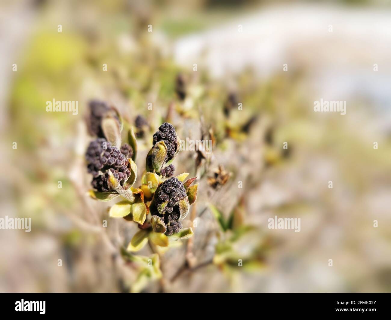 Broomrapes hi-res stock photography and images - Alamy