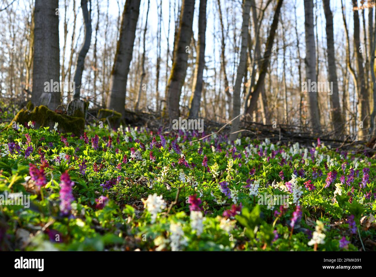 Lark trees hi-res stock photography and images - Alamy