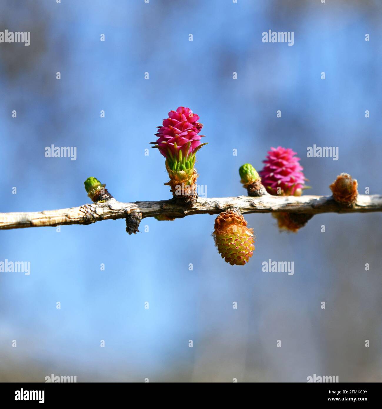 red cones of European larch Stock Photo - Alamy