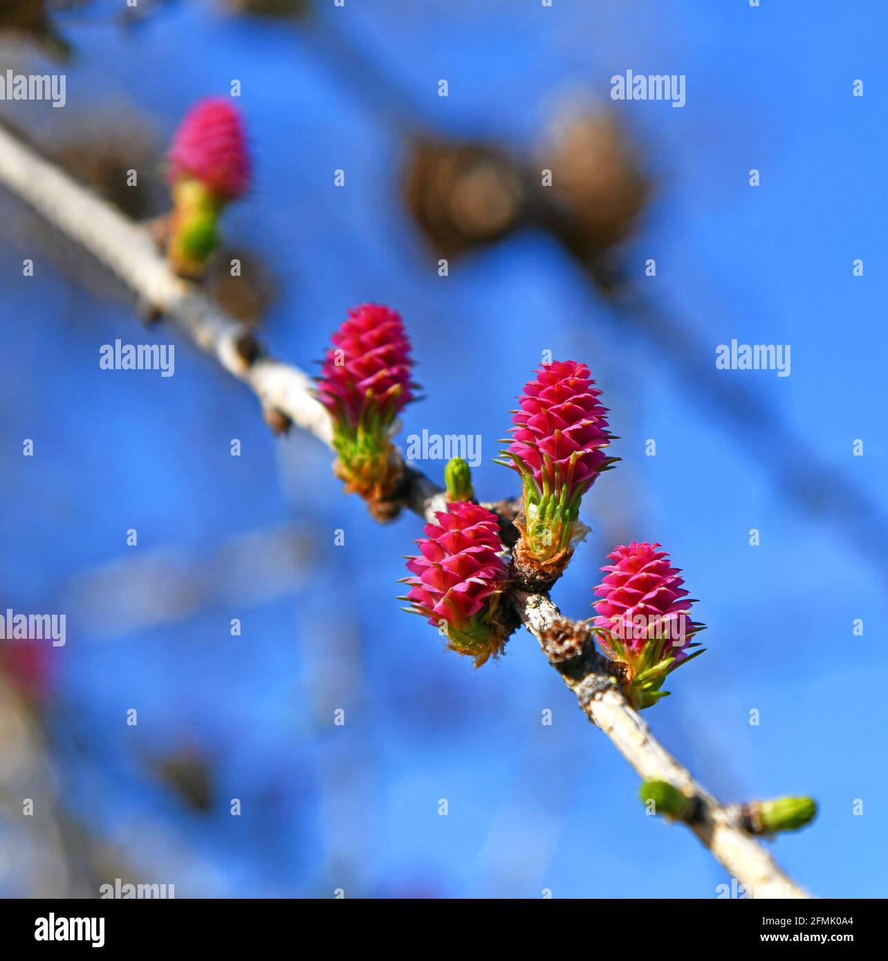 Spring larch twig cones hi-res stock photography and images - Alamy
