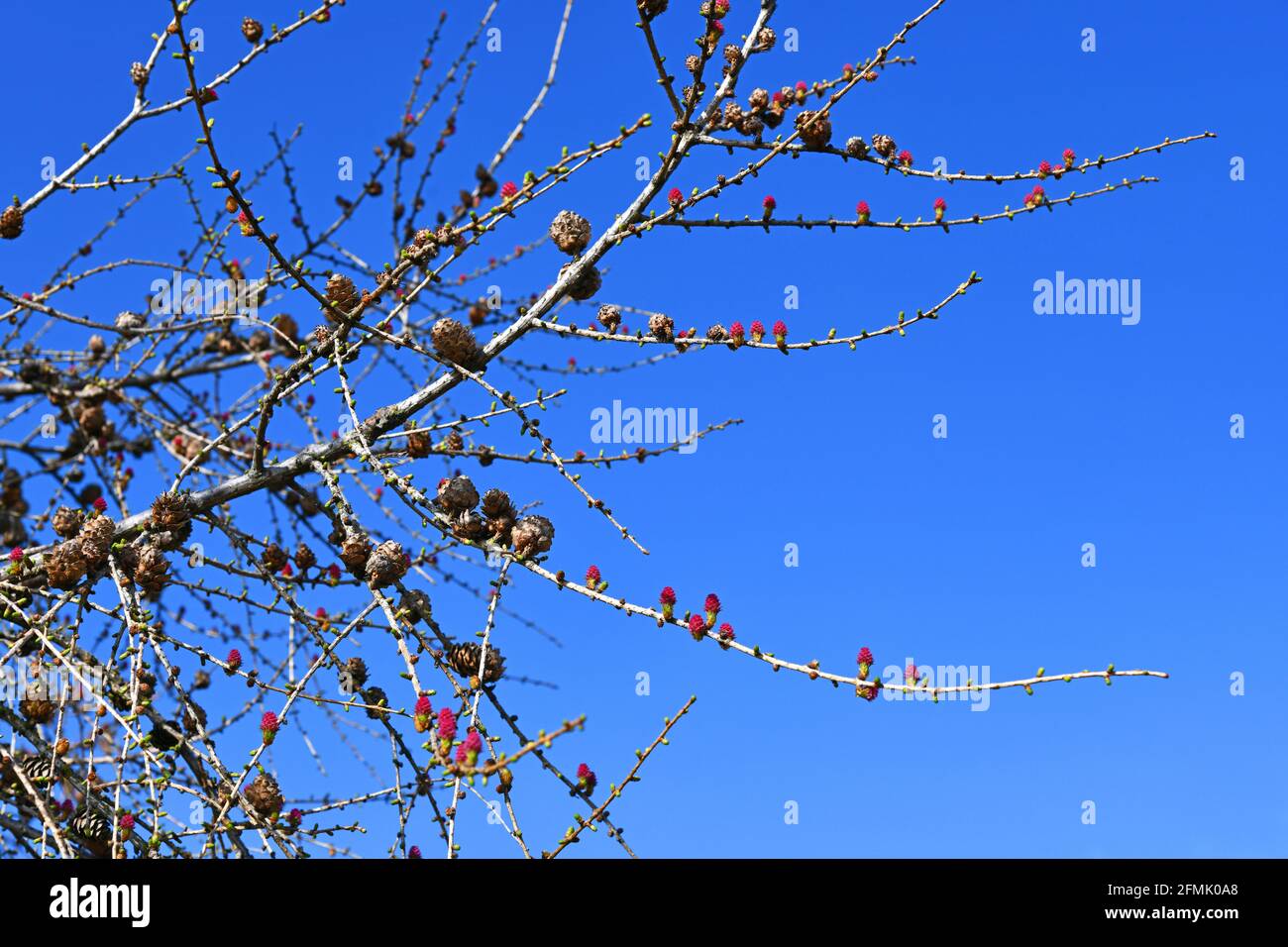 red cones of European larch Stock Photo - Alamy