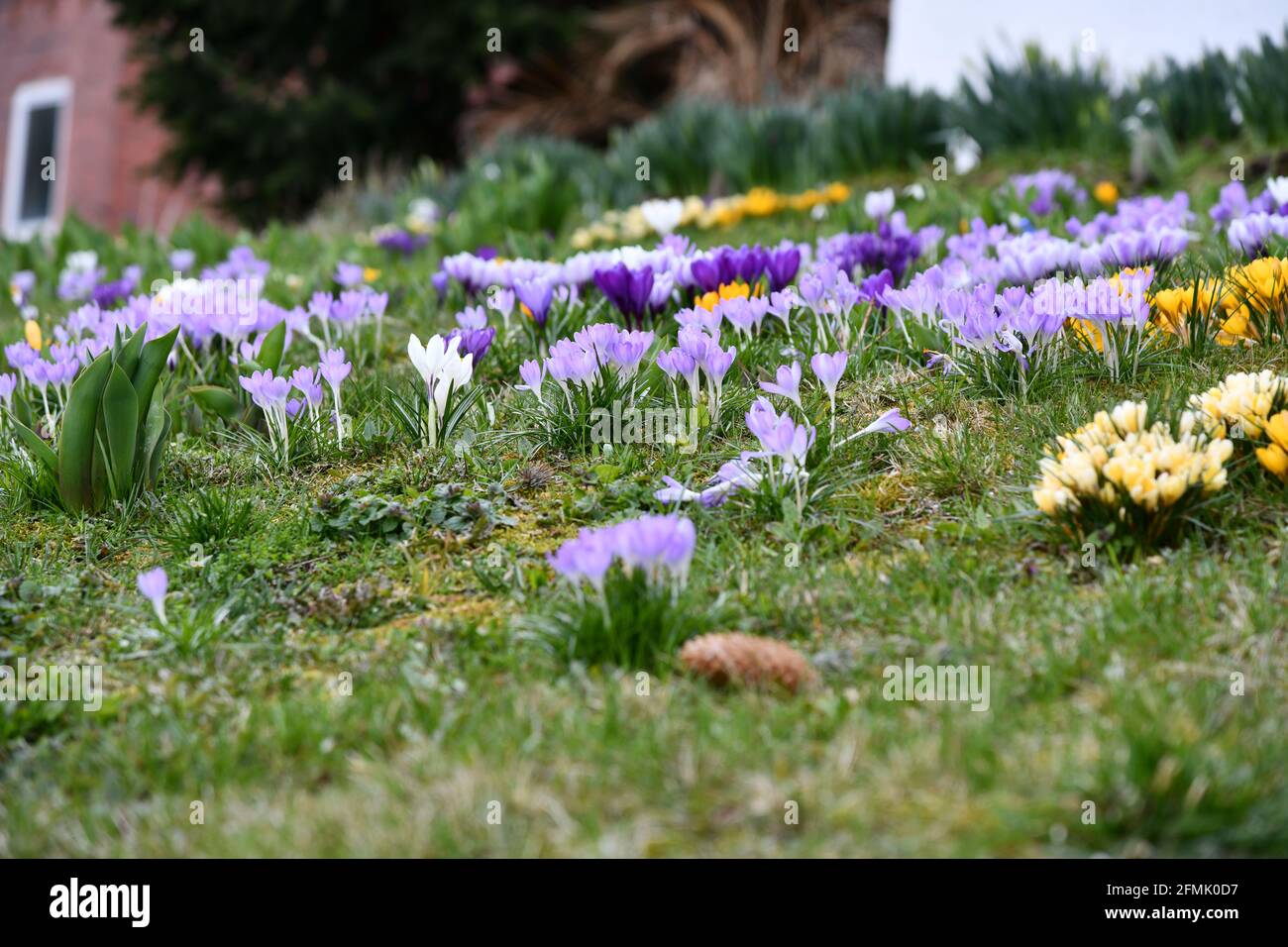 Crocus hybrid hi-res stock photography and images - Alamy