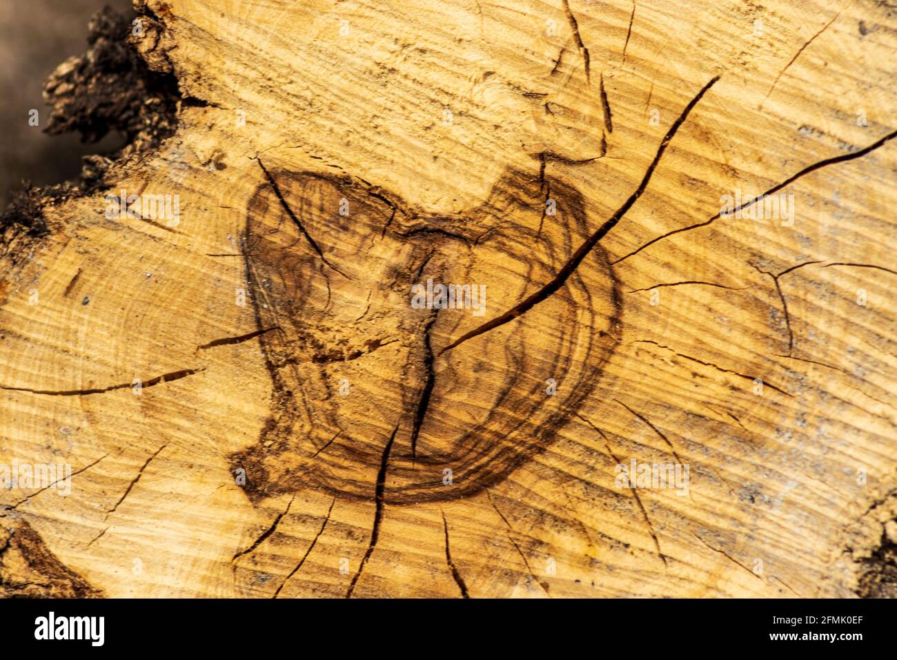 Cross Cut Section of a Tree Stump Stock Photo - Alamy
