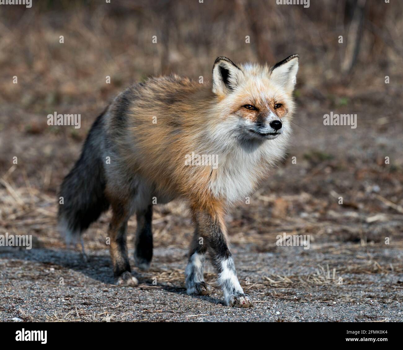 Red unique fox close-up profile view in the spring season in its ...