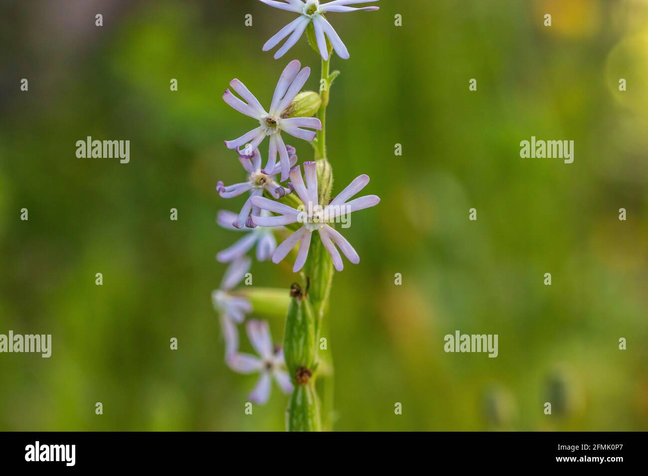 Nocturnal Blooming High Resolution Stock Photography and Images - Alamy