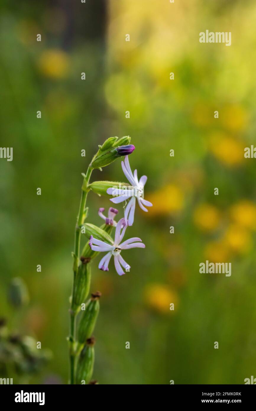Nocturnal blooming hi-res stock photography and images - Alamy