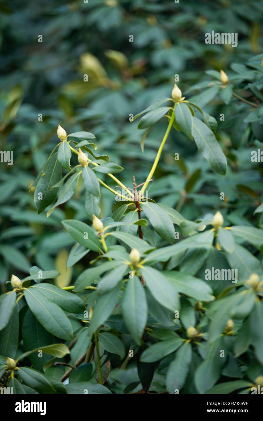 green summer meadow abstract texture with flowers and grass Stock Photo ...