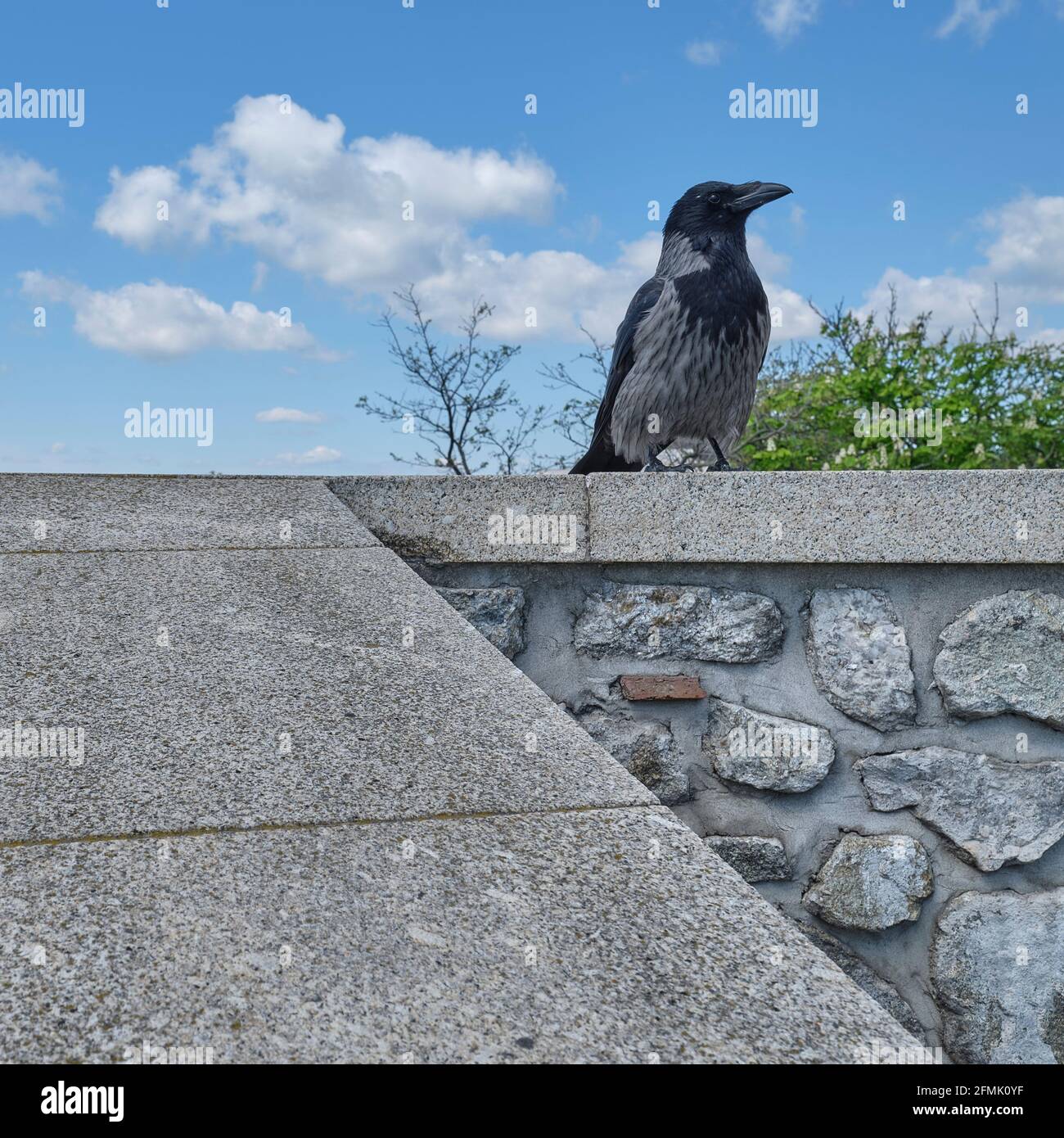 Black raven on a concrete wall Stock Photo - Alamy