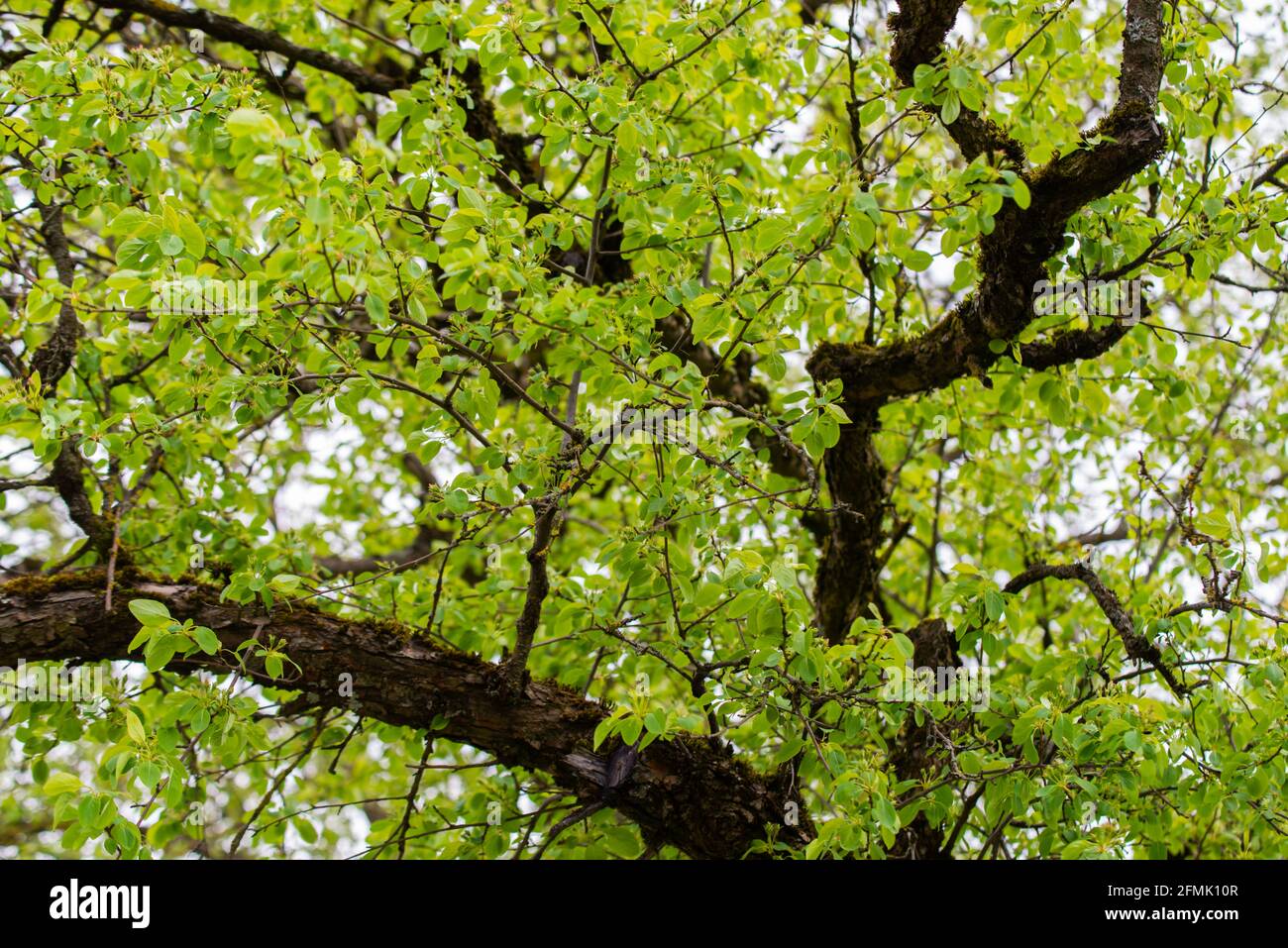 small tree branches in spring on neutral blur background. abstract with ...