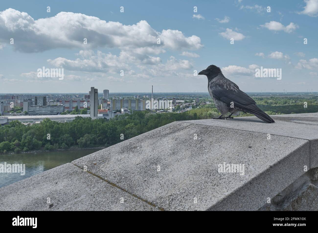 Black raven on a concrete wall Stock Photo - Alamy