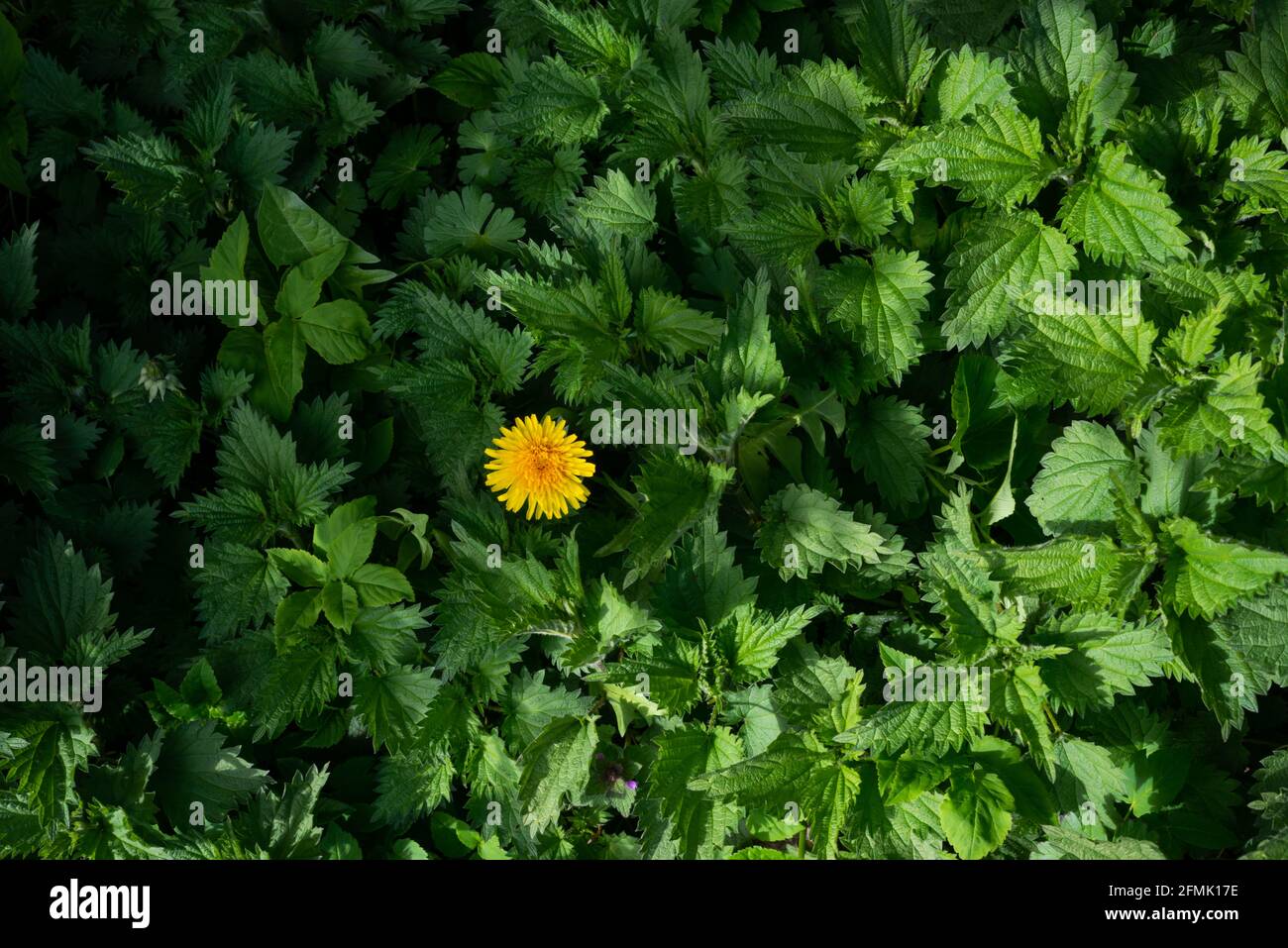 Bush of stinging-nettles. Nettle leaves. Top view. Botanical pattern ...