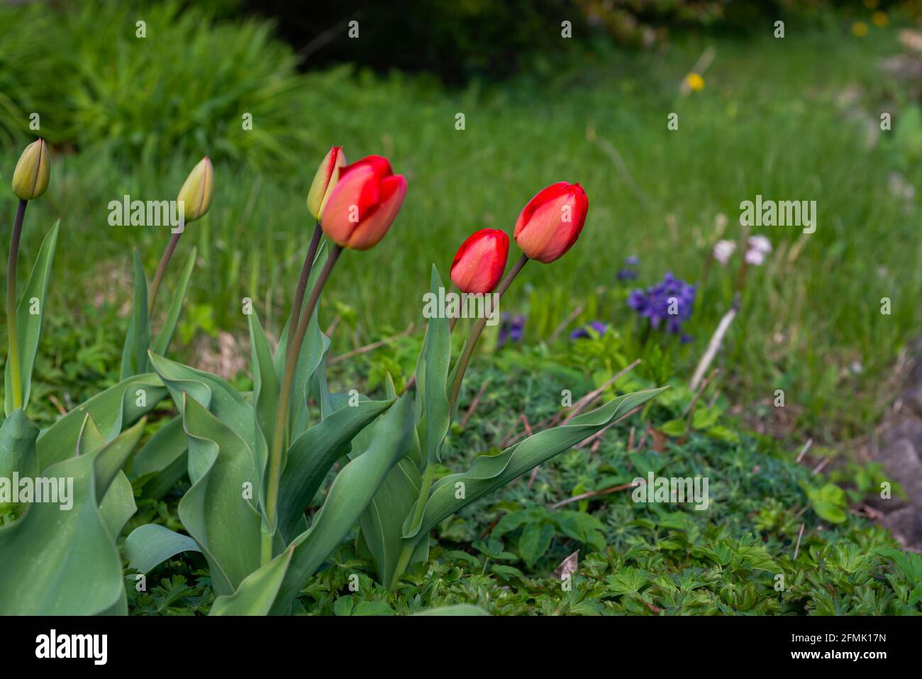 The tulip blossom in the garden in spring Stock Photo - Alamy