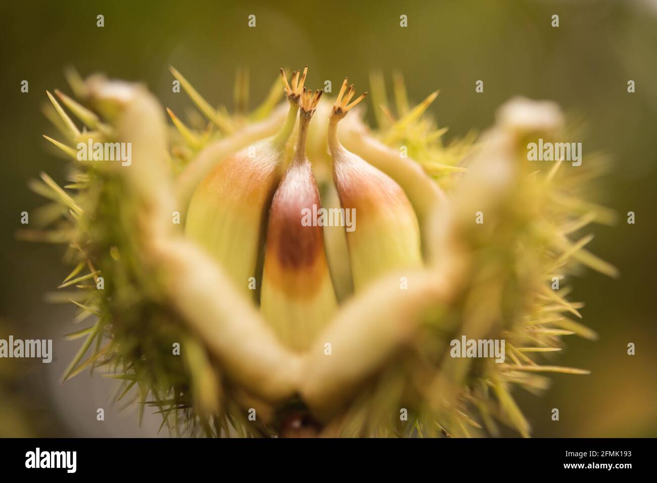 Chestnut nuts hi-res stock photography and images - Alamy