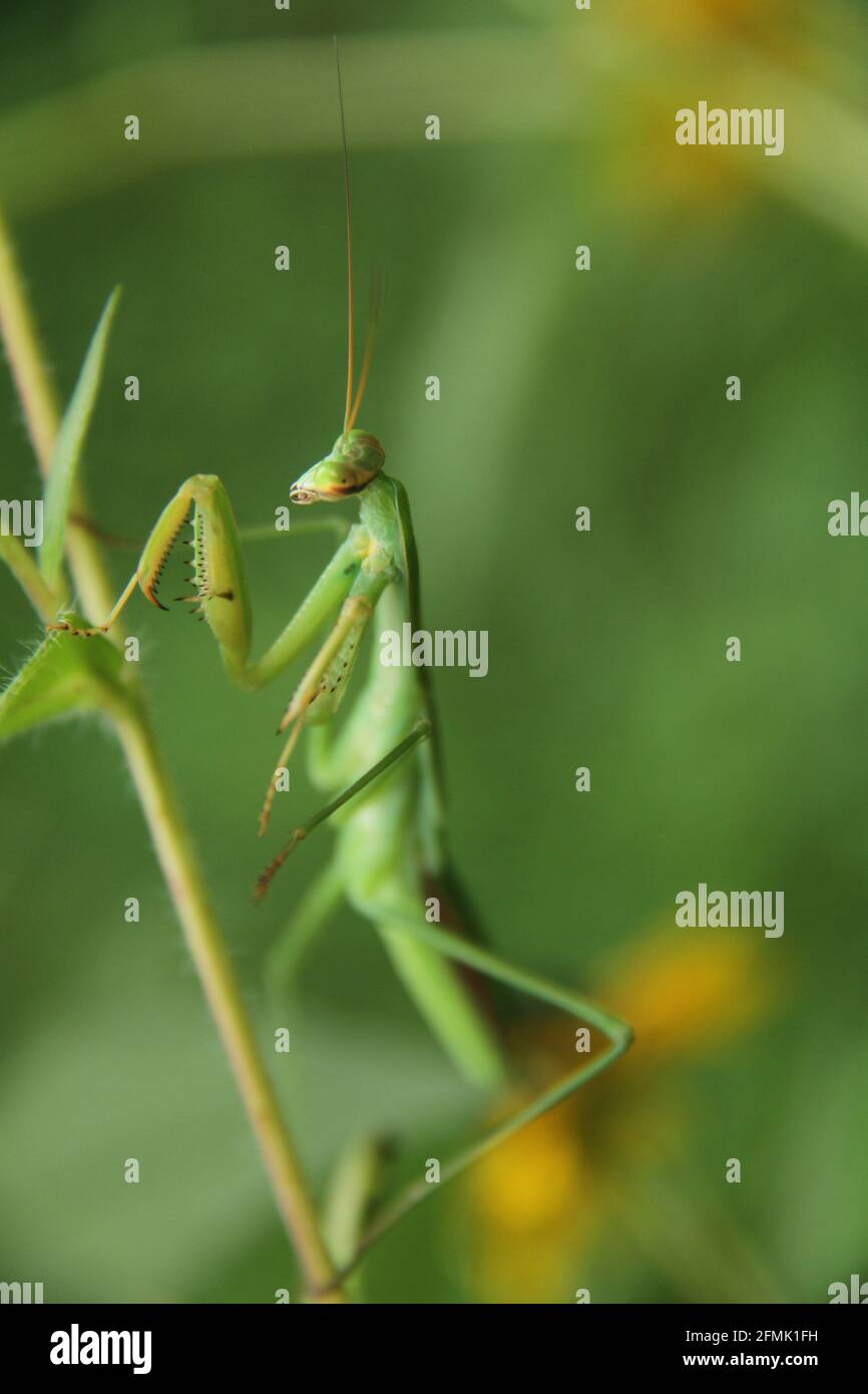 Mantis on plant hi-res stock photography and images - Alamy