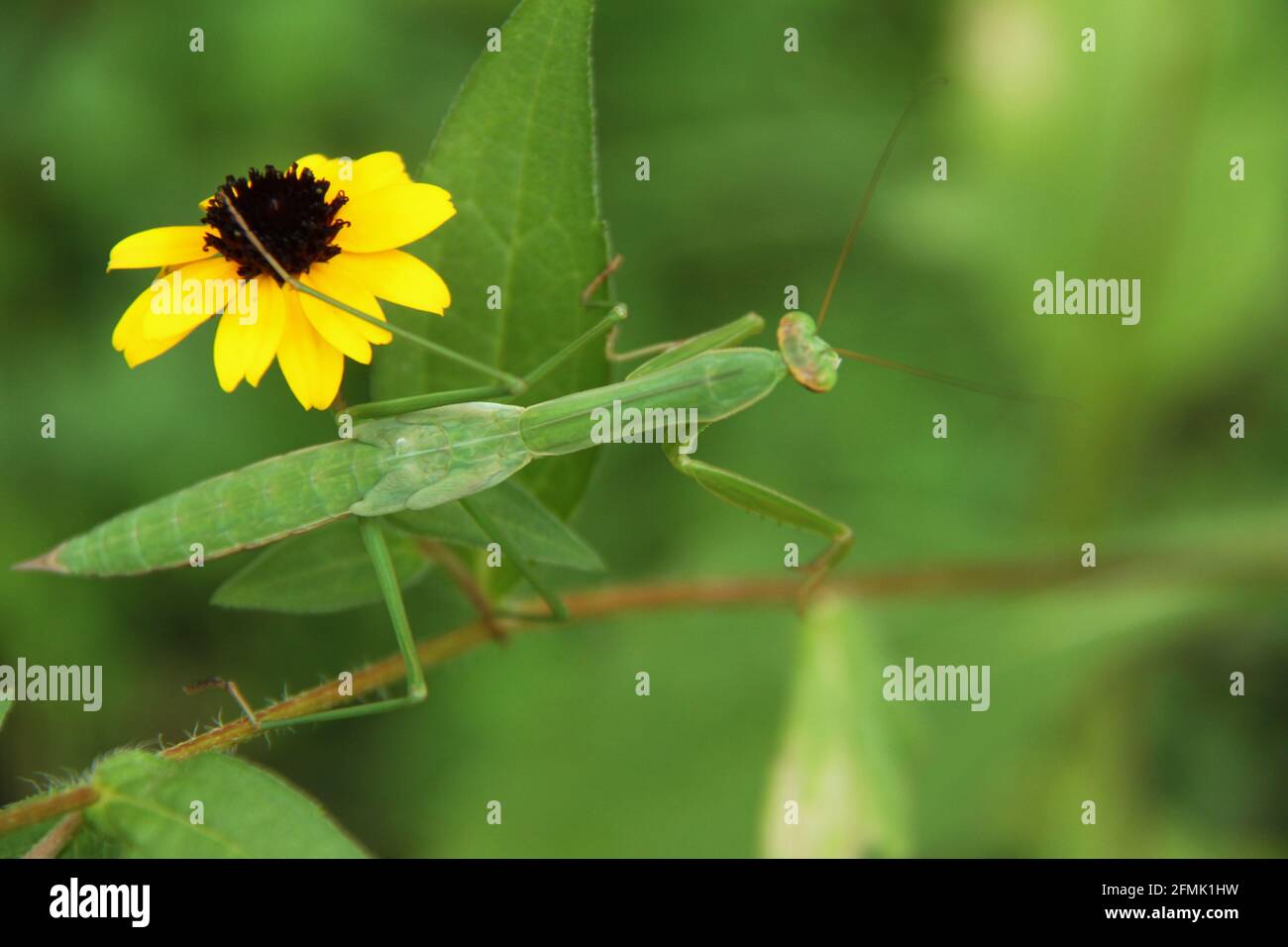 Mantis on plant hi-res stock photography and images - Alamy