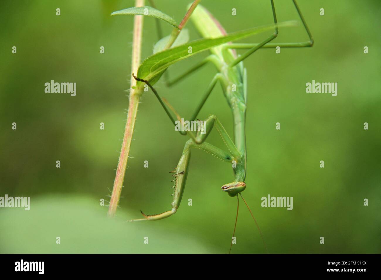 Green praying mantis on plant Stock Photo - Alamy
