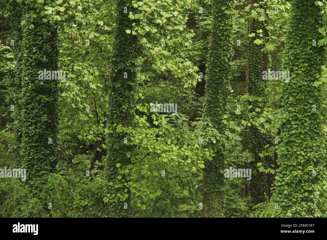 Green woods in Virginia, USA. Common ivy completely covering tree ...