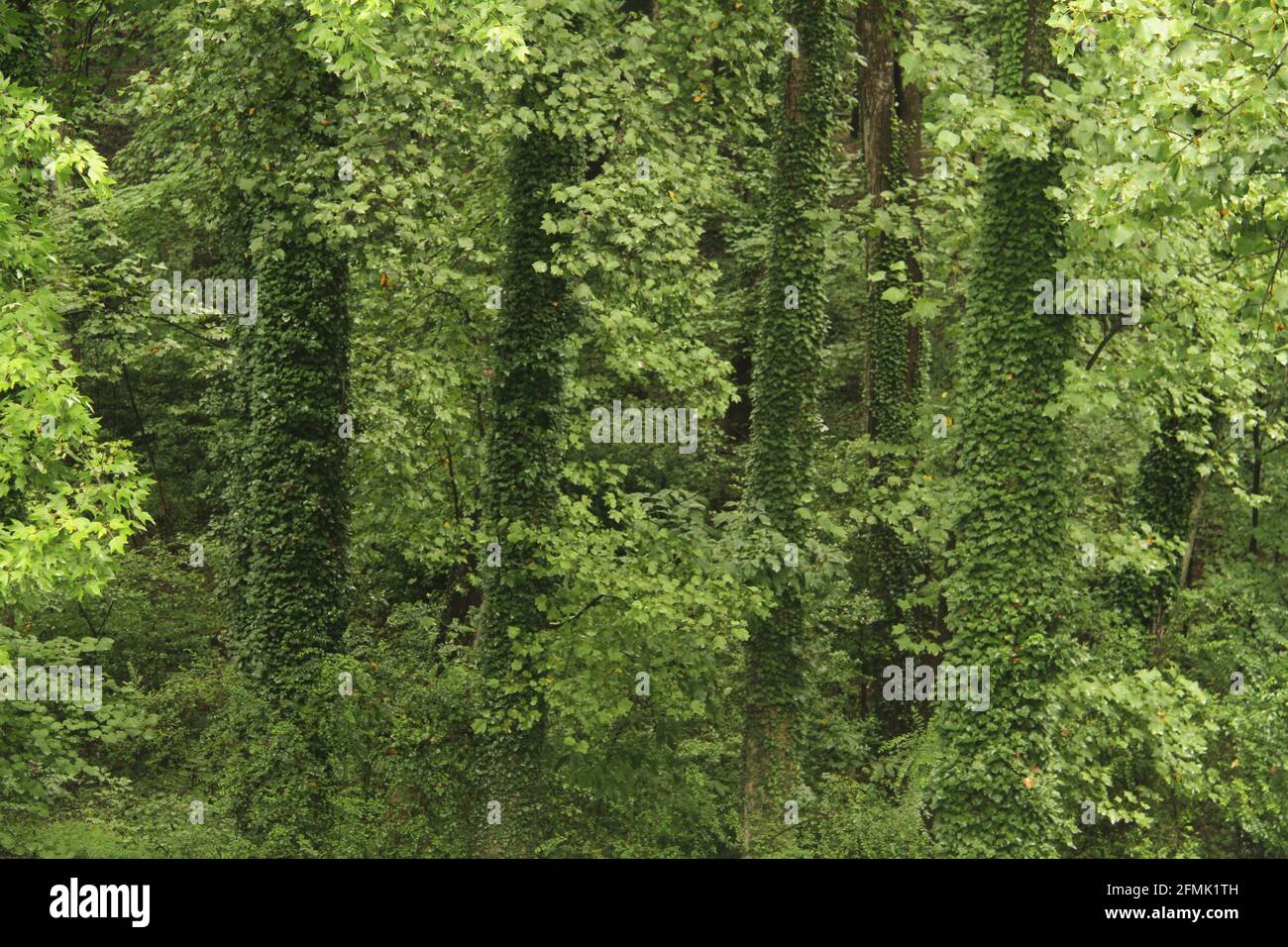 Green woods in Virginia, USA. Common ivy completely covering tree ...