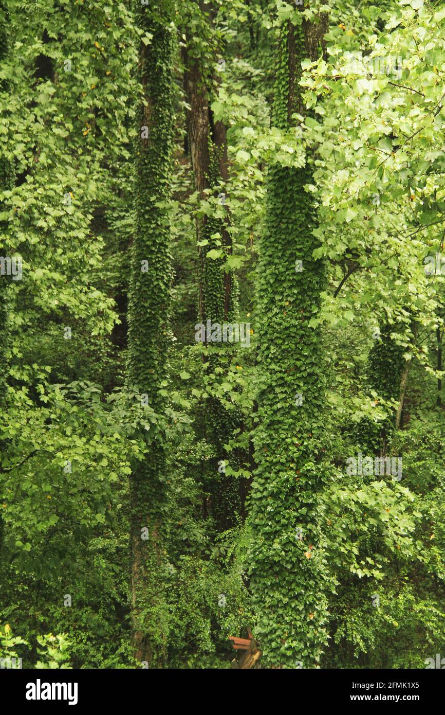 Green woods in Virginia, USA. Common ivy completely covering tree ...