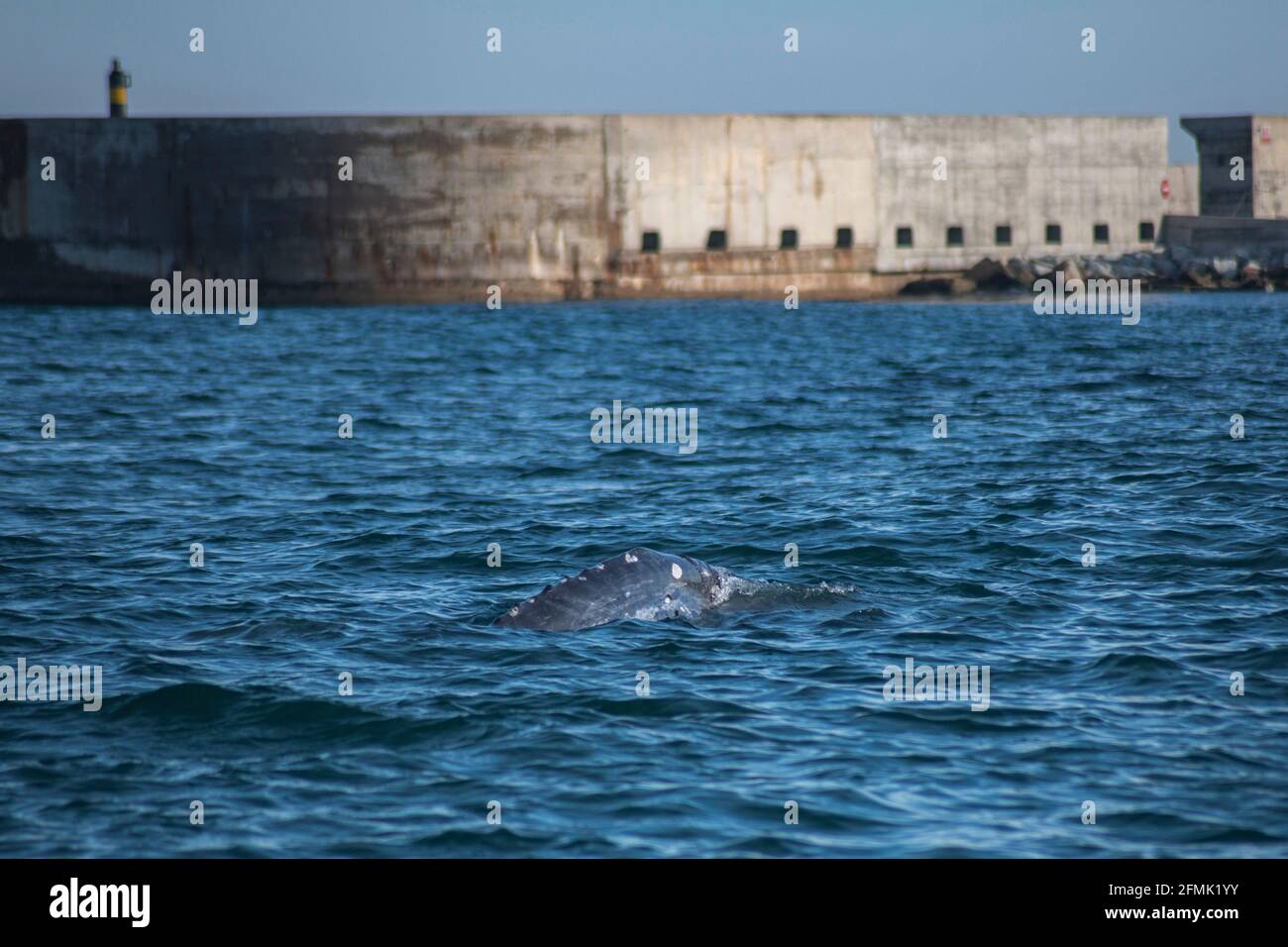 Barcelona, Spain. 08th May, 2021. A gray whale swims a few meters from ...