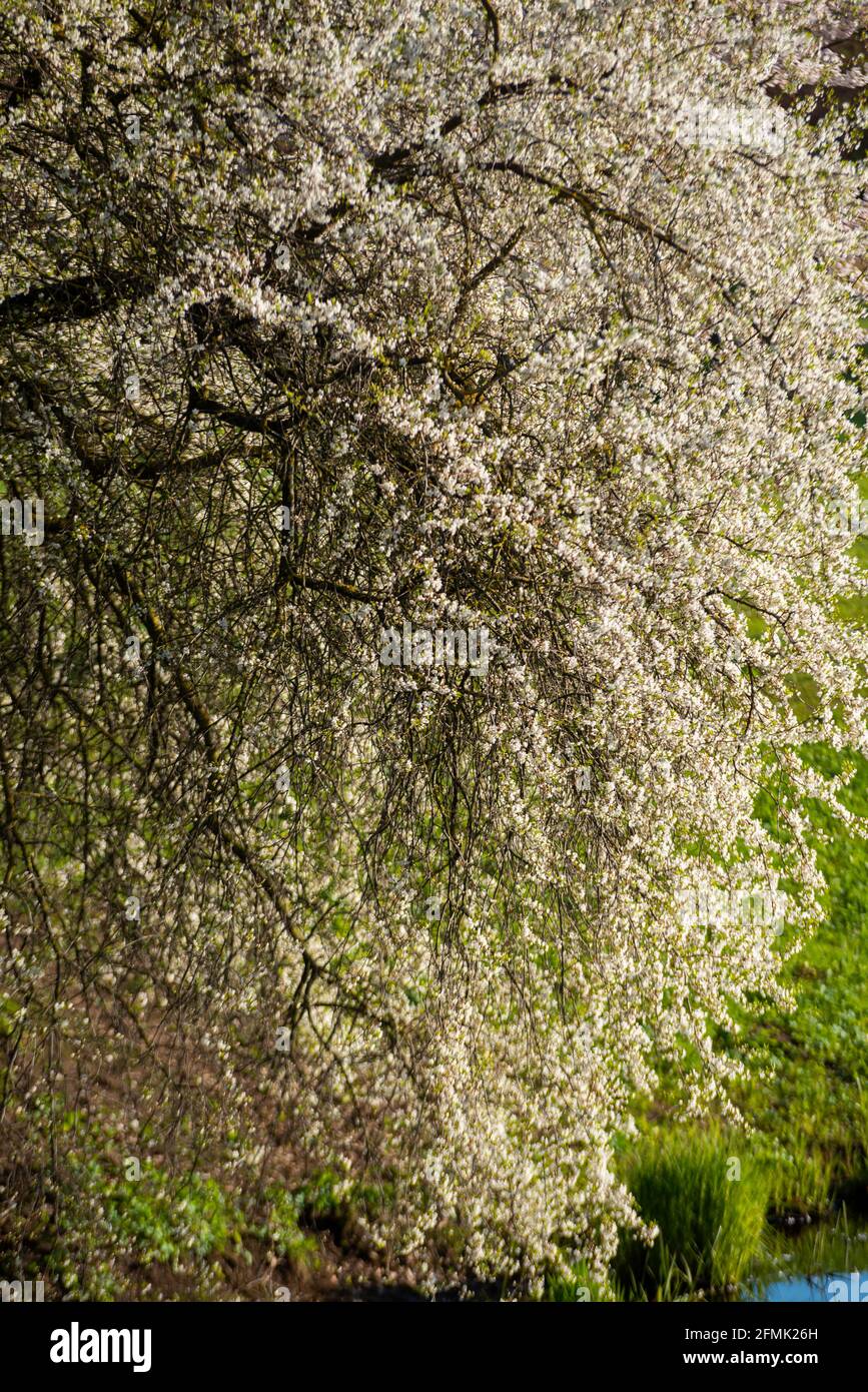 Flowering rock cherry tree hi-res stock photography and images - Alamy
