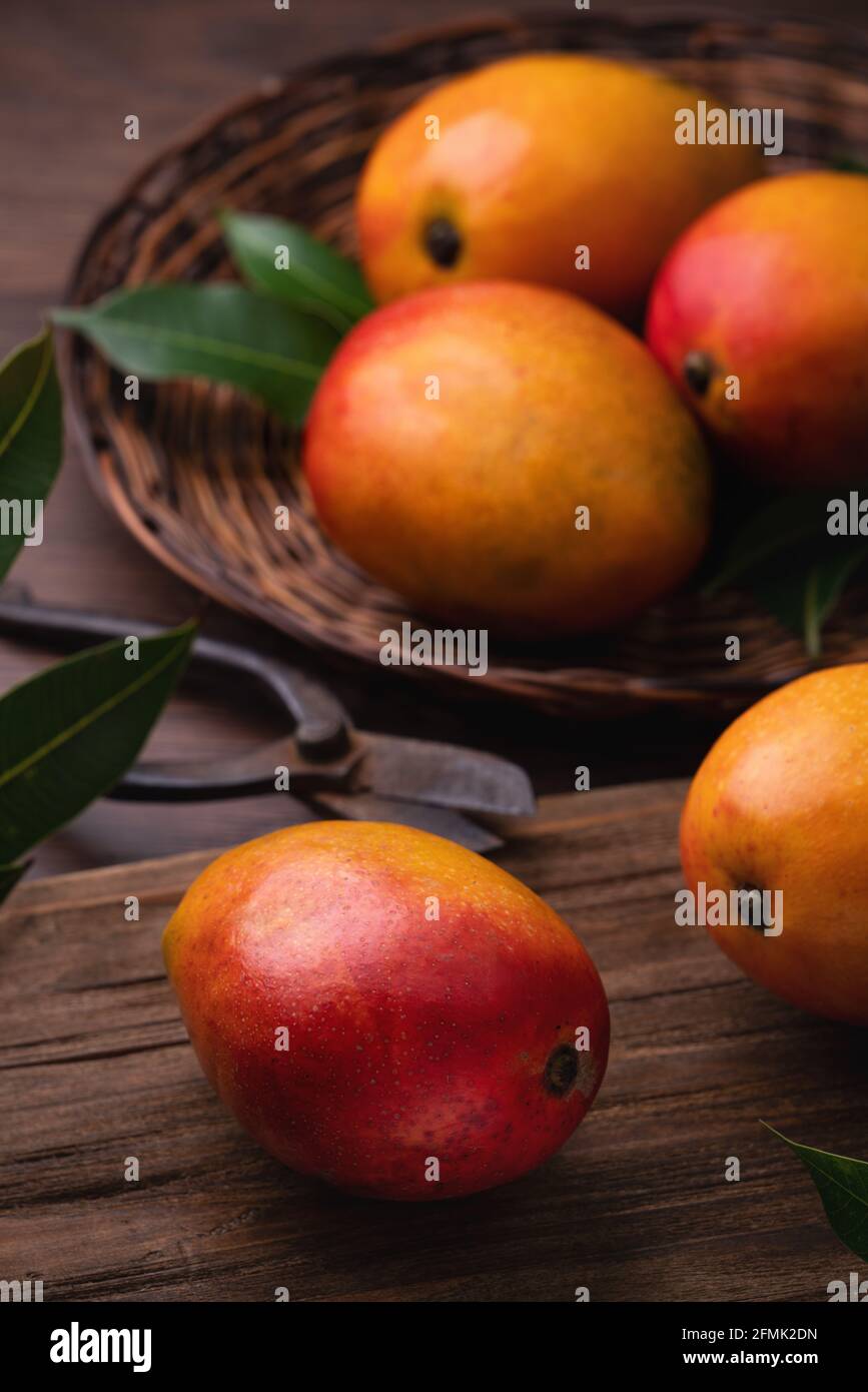 Mango. Close up of fresh ripe mango fruit on a bamboo sieve over dark ...
