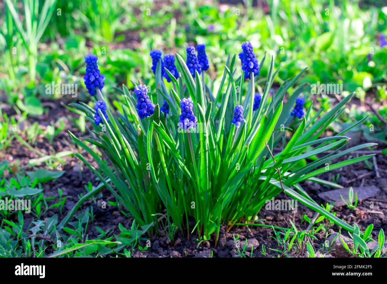 Blue dacha hi-res stock photography and images - Alamy