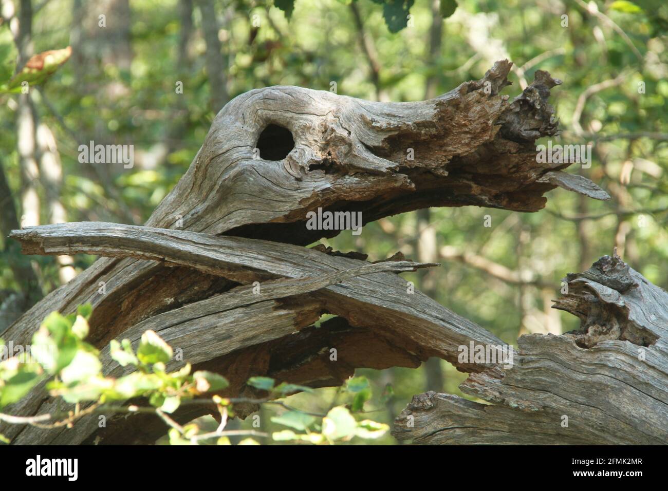 Odd shape of a dry, broken fallen tree trunk Stock Photo - Alamy