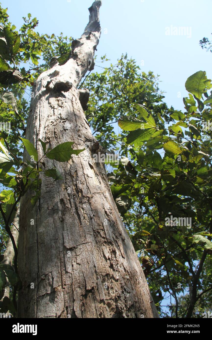 Dry rot tree hi-res stock photography and images - Alamy